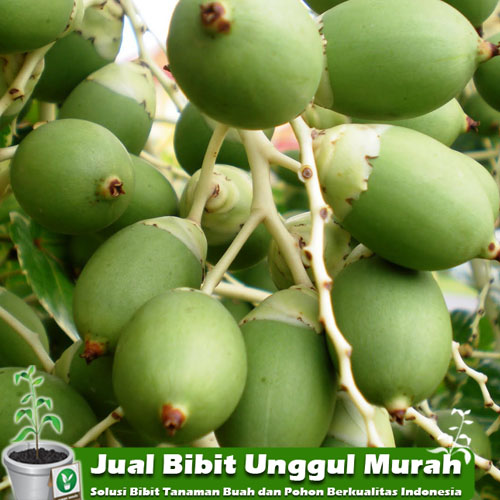 jual-bibit-tanaman-pinang-unggul-murah | Agro Bibit ID jual-bibit-tanaman-pinang-unggul-murah | Agro Bibit ID