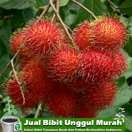 jual-bibit-tanaman-rambutan-unggul-murah | Agro Bibit ID jual-bibit-tanaman-rambutan-unggul-murah | Agro Bibit ID