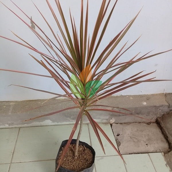 Jual Bibit Tanaman Tricolor | Agro Bibit ID