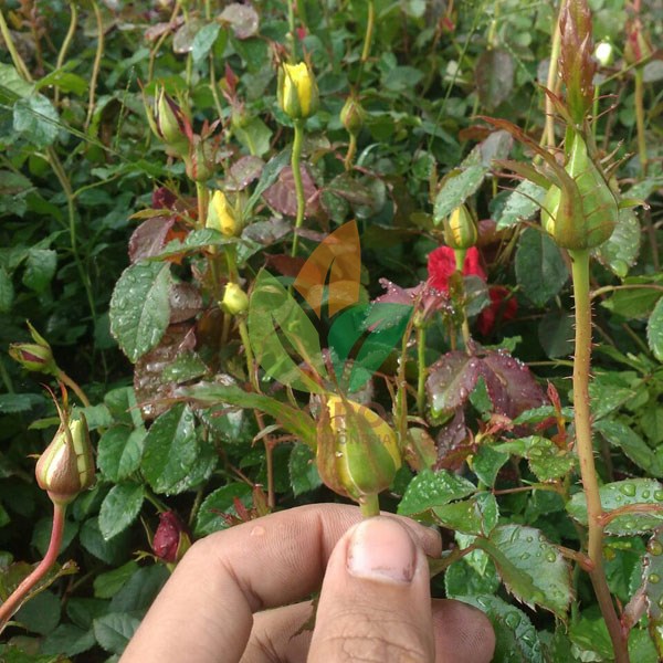 Jual Bibit Bunga Mawar Jual Bibit Bunga Mawar