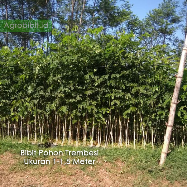 Jual Bibit Pohon Trembesi 1 Meter Up Agro Bibit Id