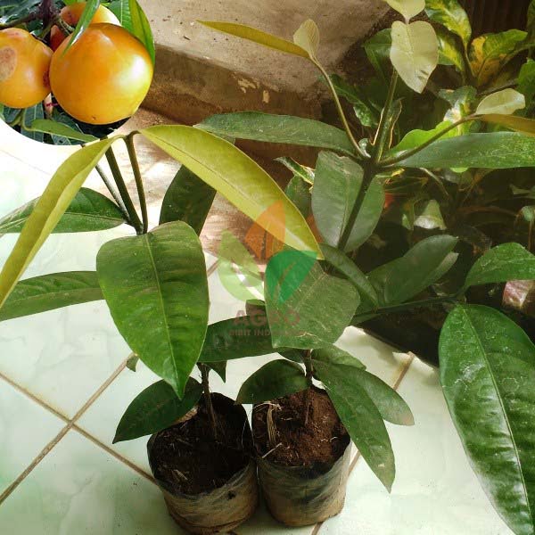 Jual Bibit Buah Mundu Manis | Agro Bibit ID