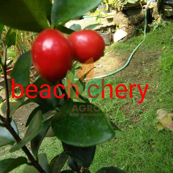Jual Bibit Beach Cherry asal Biji | Agro Bibit ID
