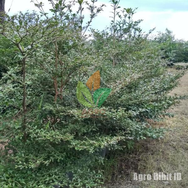 Jual Pohon Ketapang Kencana 1 Meter | Agro Bibit ID