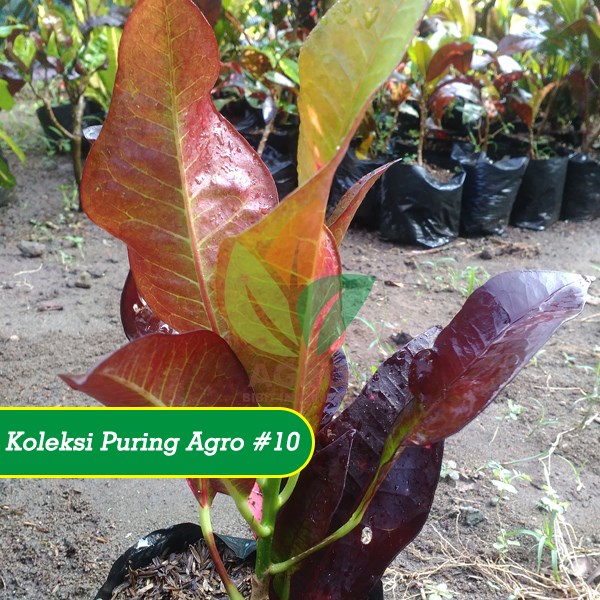 Jual Bibit Puring Bali Merah Cantik | Agro Bibit ID