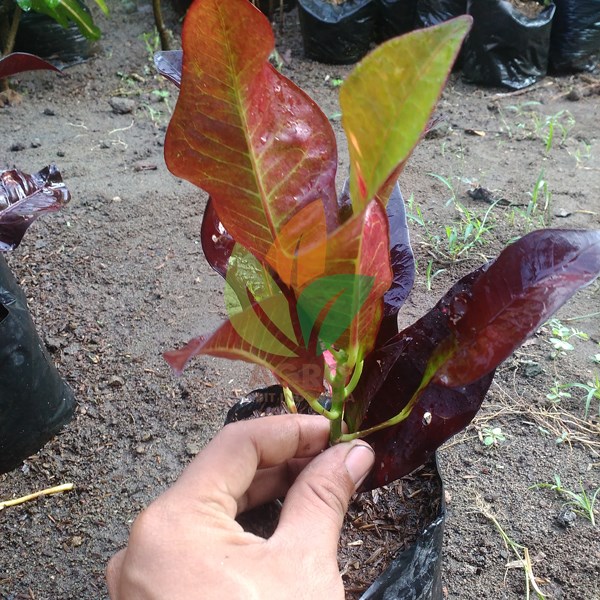 Jual Bibit Puring Bali Merah Cantik | Agro Bibit ID