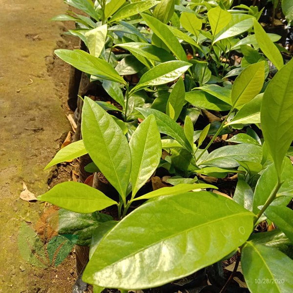 Jual Bibit Black Sapote / Sawo Hitam asal Biji | Agro Bibit ID Jual Bibit Black Sapote / Sawo Hitam asal Biji | Agro Bibit ID