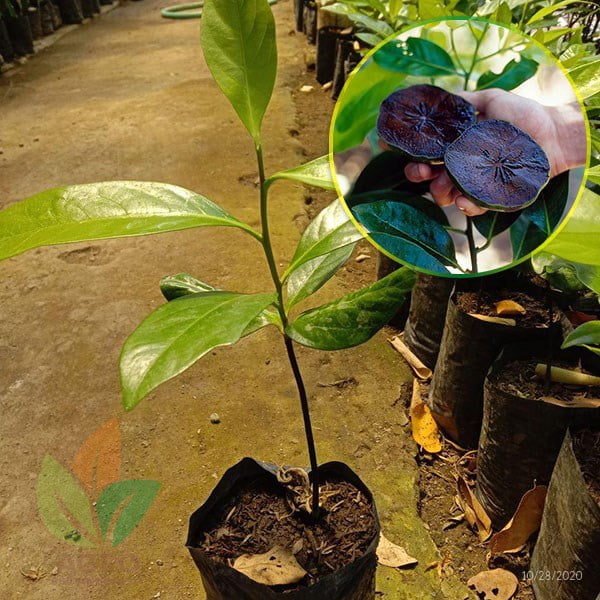 Jual Bibit Black Sapote / Sawo Hitam asal Biji | Agro Bibit ID Jual Bibit Black Sapote / Sawo Hitam asal Biji | Agro Bibit ID