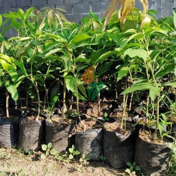 Jual Bibit Mangga Manalagi / Madu | Agro Bibit ID Jual Bibit Mangga Manalagi / Madu | Agro Bibit ID