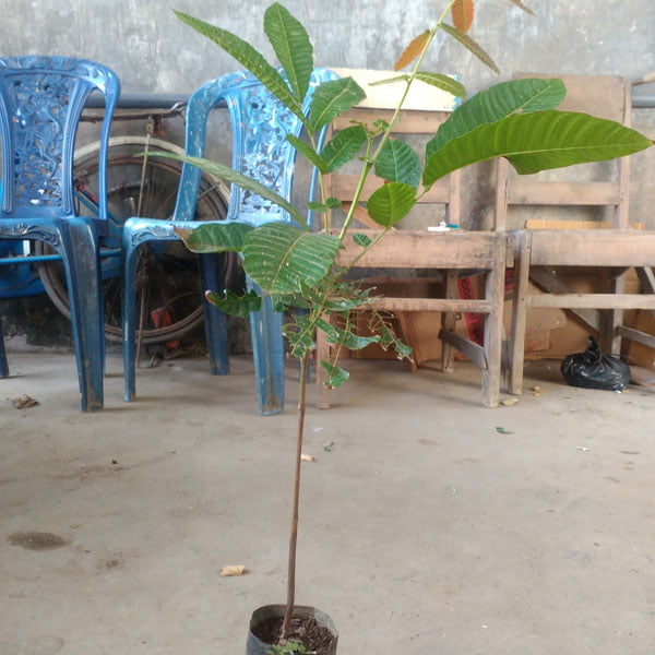 Jual Bibit Matoa Lokal 50 Cm UP | Agro Bibit ID Jual Bibit Matoa Lokal 50 Cm UP | Agro Bibit ID