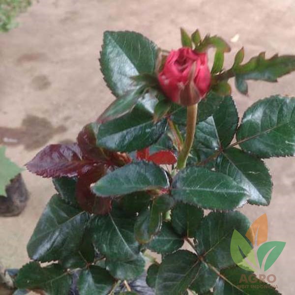 Jual Bibit Mawar Merah Cantik | Agro Bibit ID Jual Bibit Mawar Merah Cantik | Agro Bibit ID