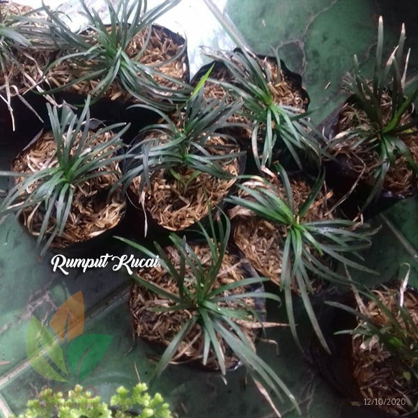 Jual Bibit Rumput Kucai Mini untuk Taman | Agro Bibit ID