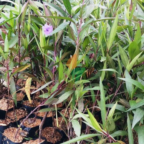 Jual Bibit Bunga Ruellia Ungu | Agro Bibit ID