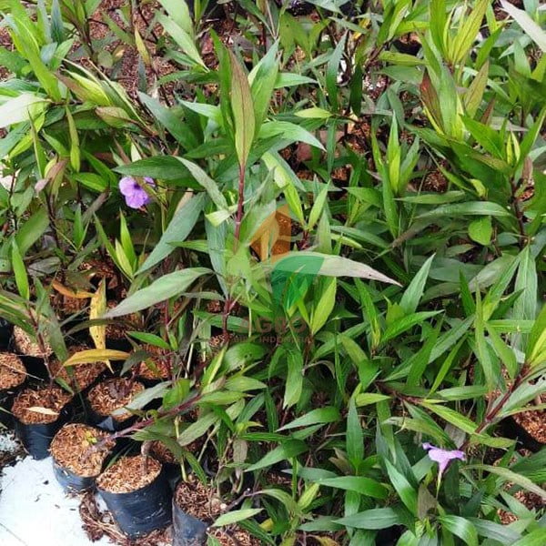 Jual Bibit Bunga Ruellia Ungu | Agro Bibit ID