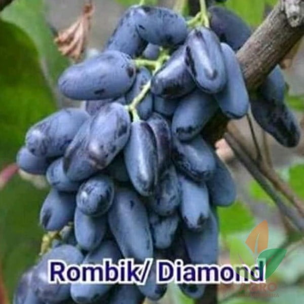 Jual Bibit Anggur Import Diamond Agro Bibit Id
