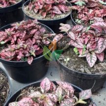 Jual Bibit Rombusa Mini Daun Silver | Agro Bibit ID