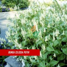 Jual Bibit Bunga Peruvian Lily Putih | Agro Bibit ID
