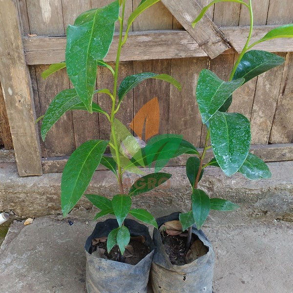 Jual Bibit Black Sapote / Sawo Hitam asal Biji | Agro Bibit ID Jual Bibit Black Sapote / Sawo Hitam asal Biji | Agro Bibit ID