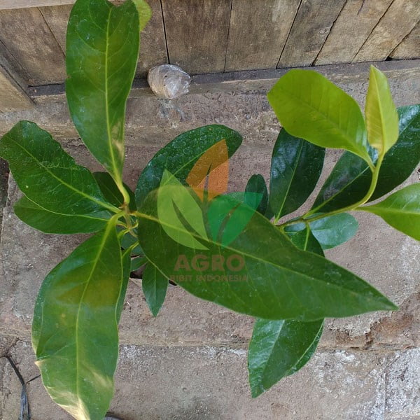 Jual Bibit Black Sapote / Sawo Hitam asal Biji | Agro Bibit ID Jual Bibit Black Sapote / Sawo Hitam asal Biji | Agro Bibit ID