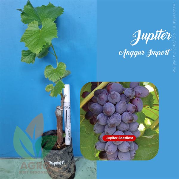 Jual Bibit Anggur Import Jupiter Seedless | Agro Bibit ID