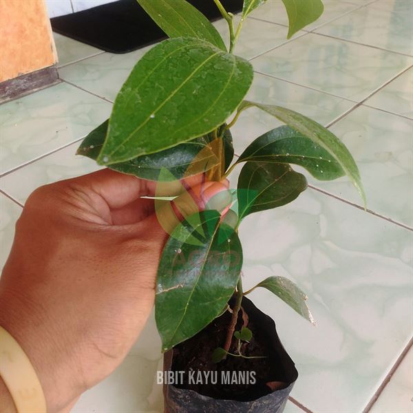 Jual Bibit Kayu Manis Siap Tanam | Agro Bibit ID
