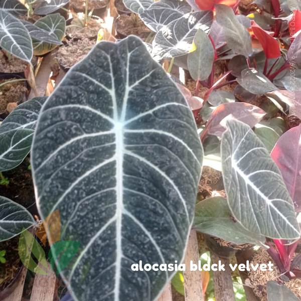 Jual Tanaman Hias Alocasia Black Velvet | Agro Bibit ID Jual Tanaman Hias Alocasia Black Velvet | Agro Bibit ID