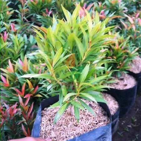 Jual Bibit Tanaman Pucuk Merah | Agro Bibit ID