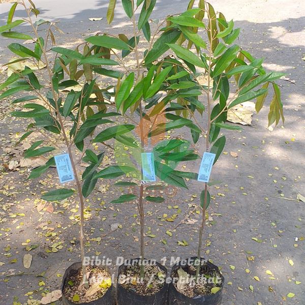 Jual Bibit Durian Label Biru Bersertifikat | Agro Bibit ID